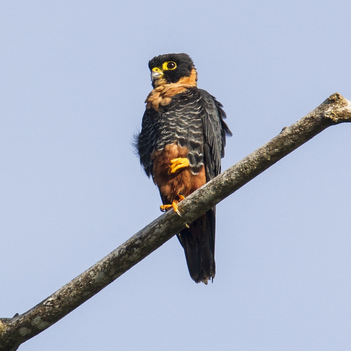 Bat Falcon - Birding Trinbago