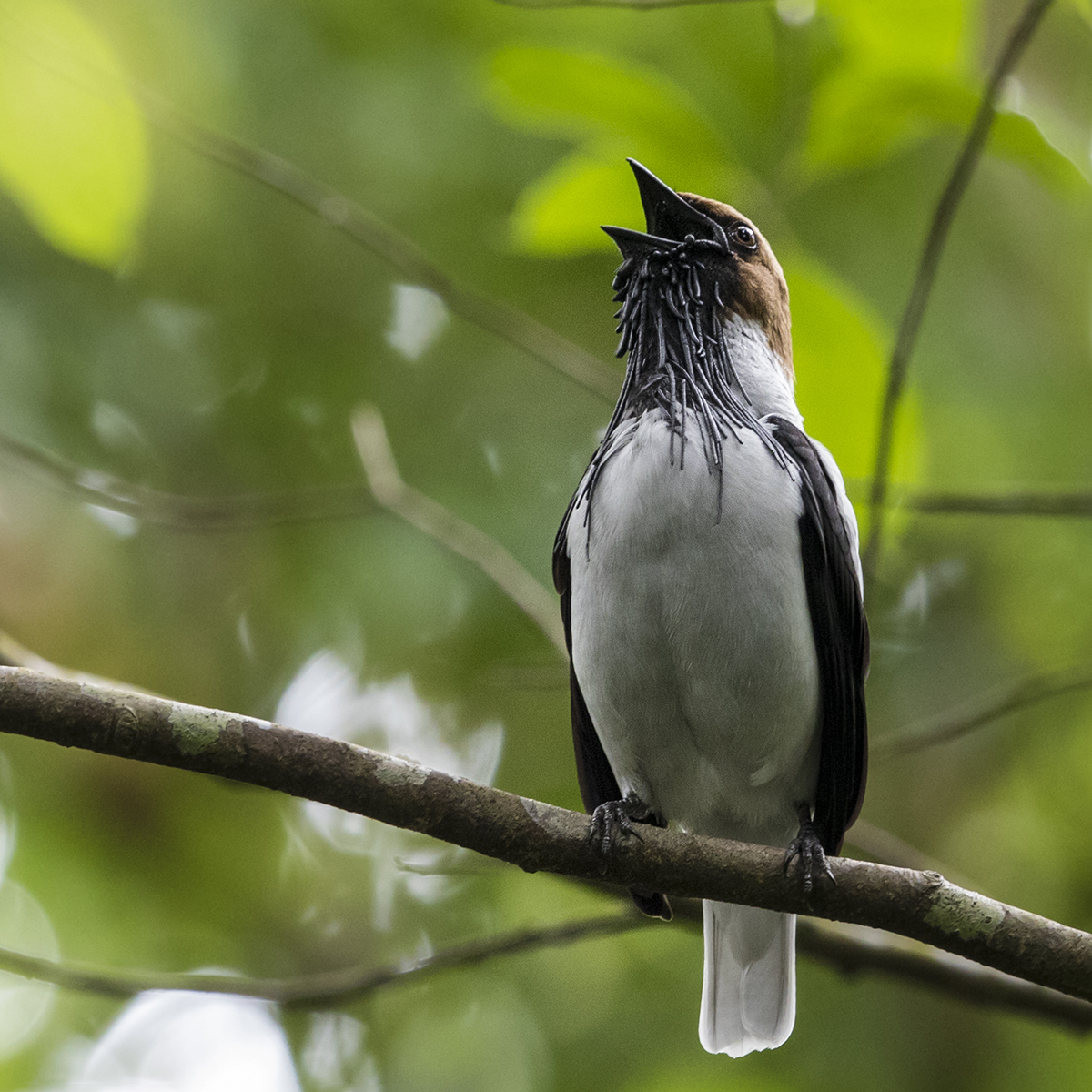 Bearded Bellbird - Birding Trinbago