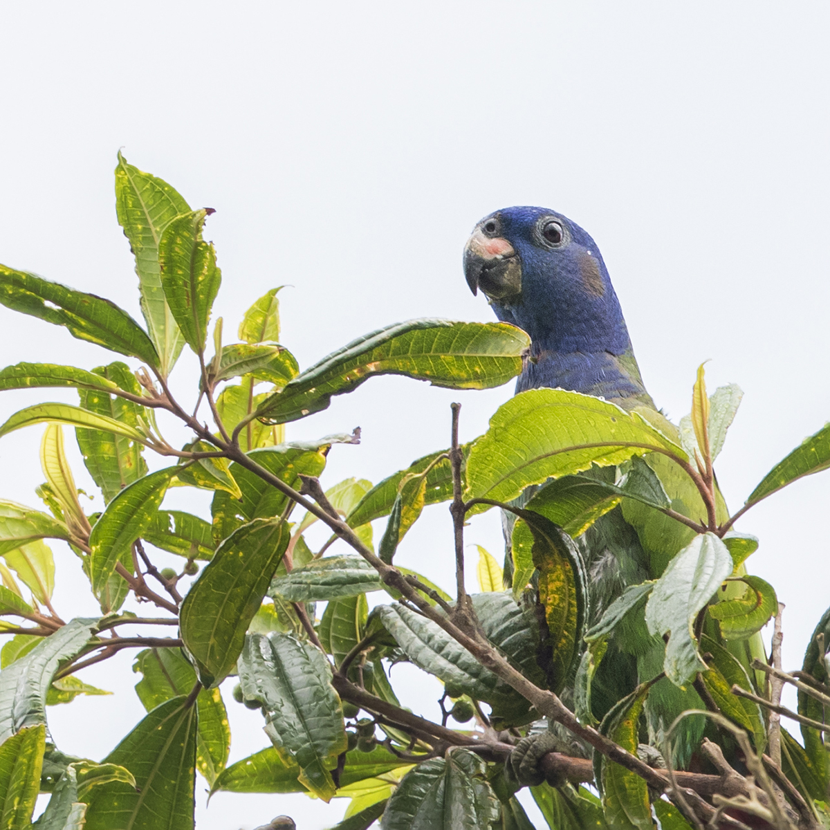 Blue-headed Parrot - Birding Trinbago