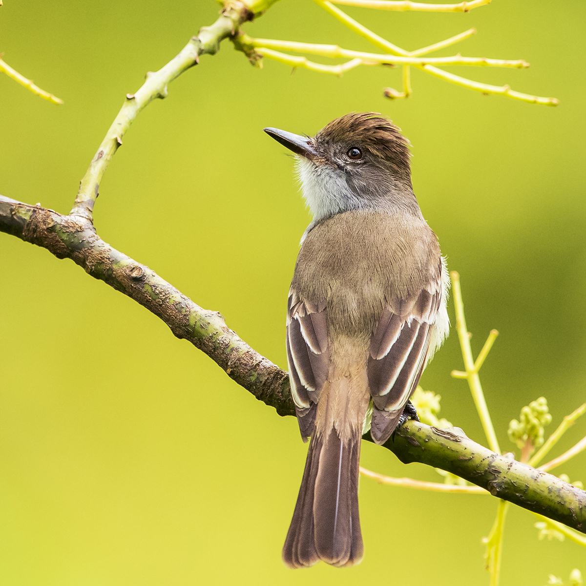 Brown-crested Flycatcher - Birding Trinbago
