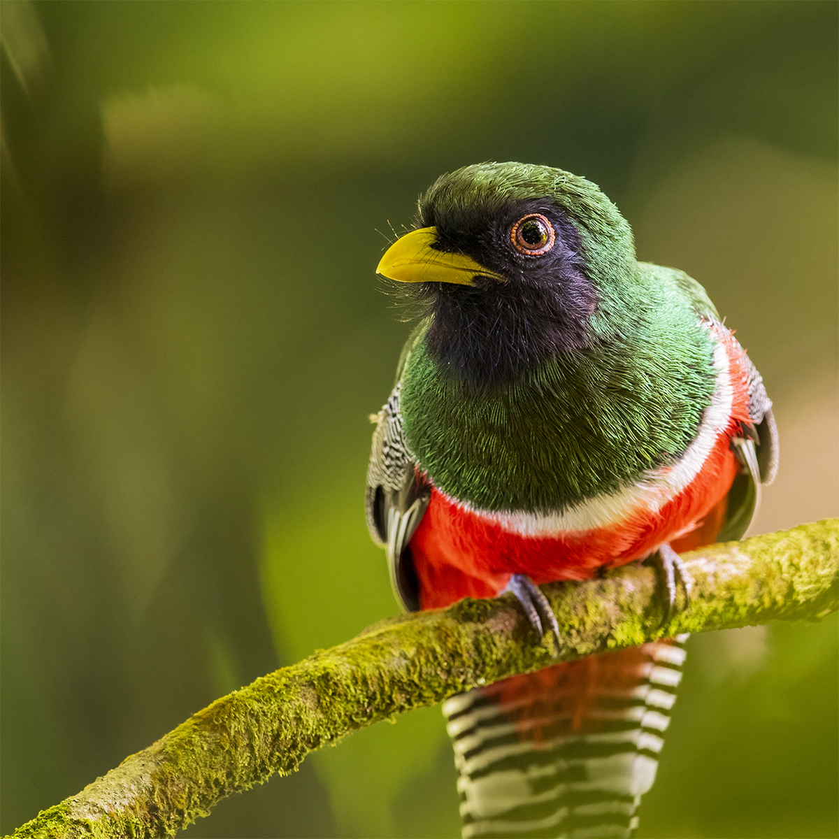 Collared Trogon - Birding Trinbago