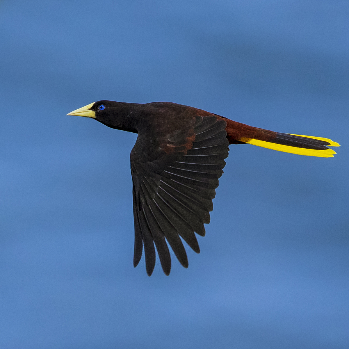 Crested Oropendola - Birding Trinbago