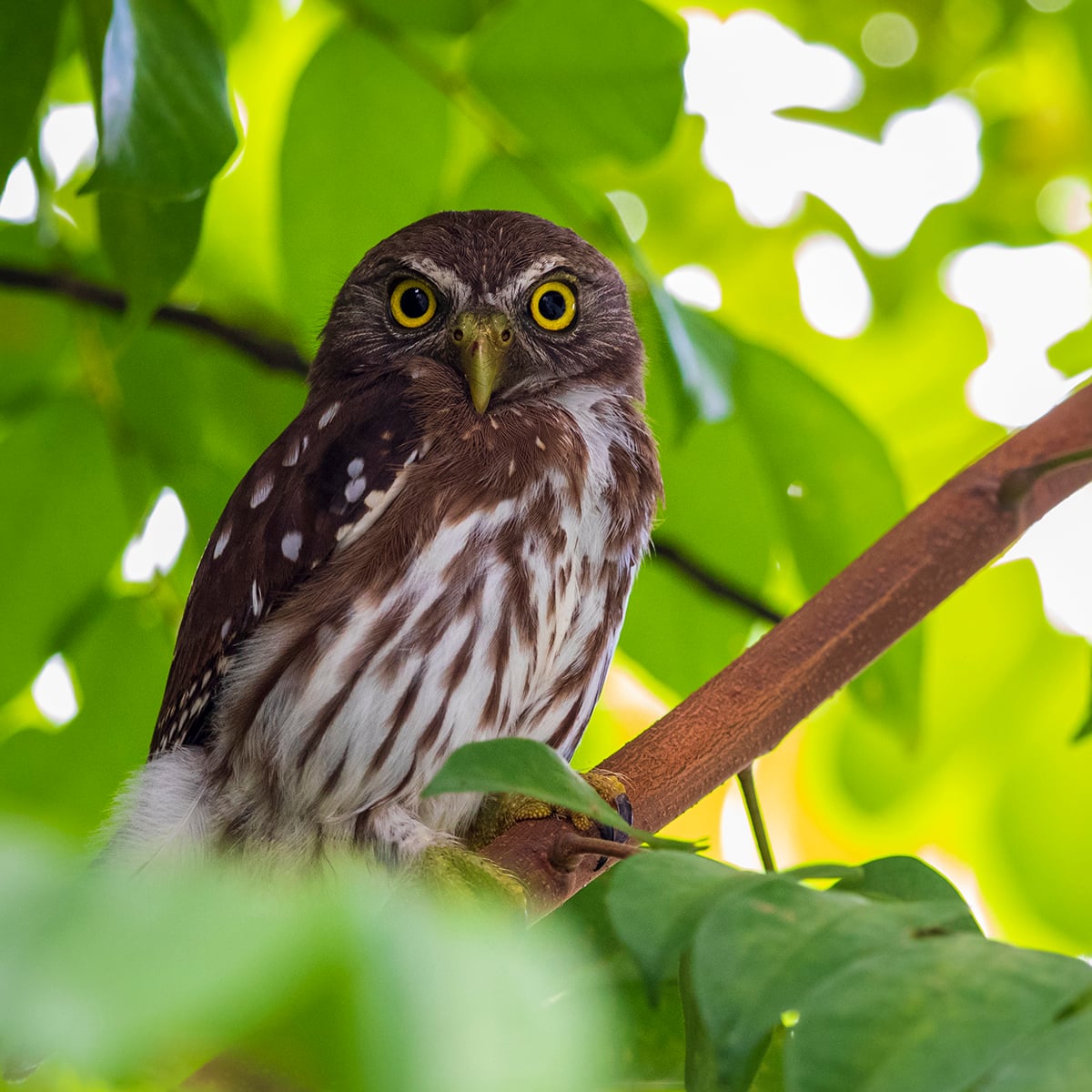 Ferruginous Pygmy-Owl - Birding Trinbago