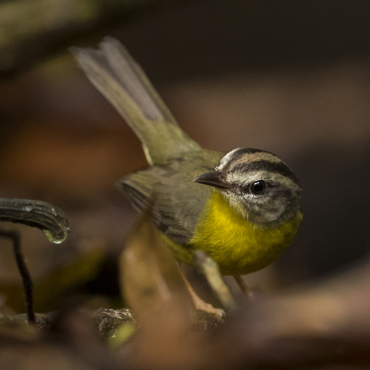 Golden-crowned Warbler - Birding Trinbago
