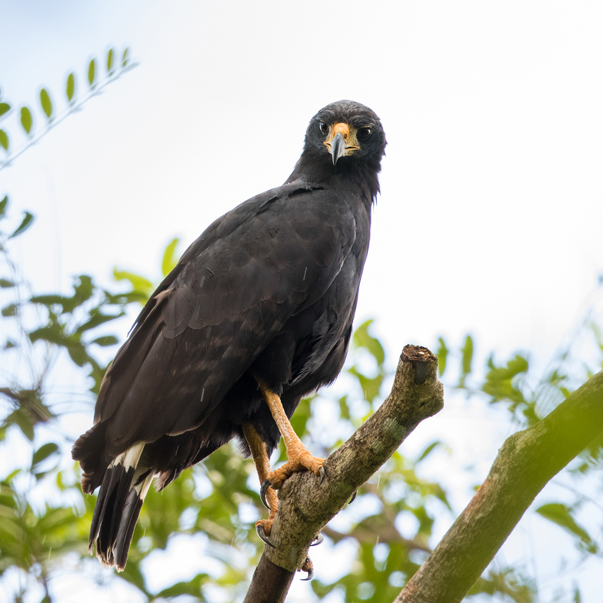 Great Black Hawk - Birding Trinbago