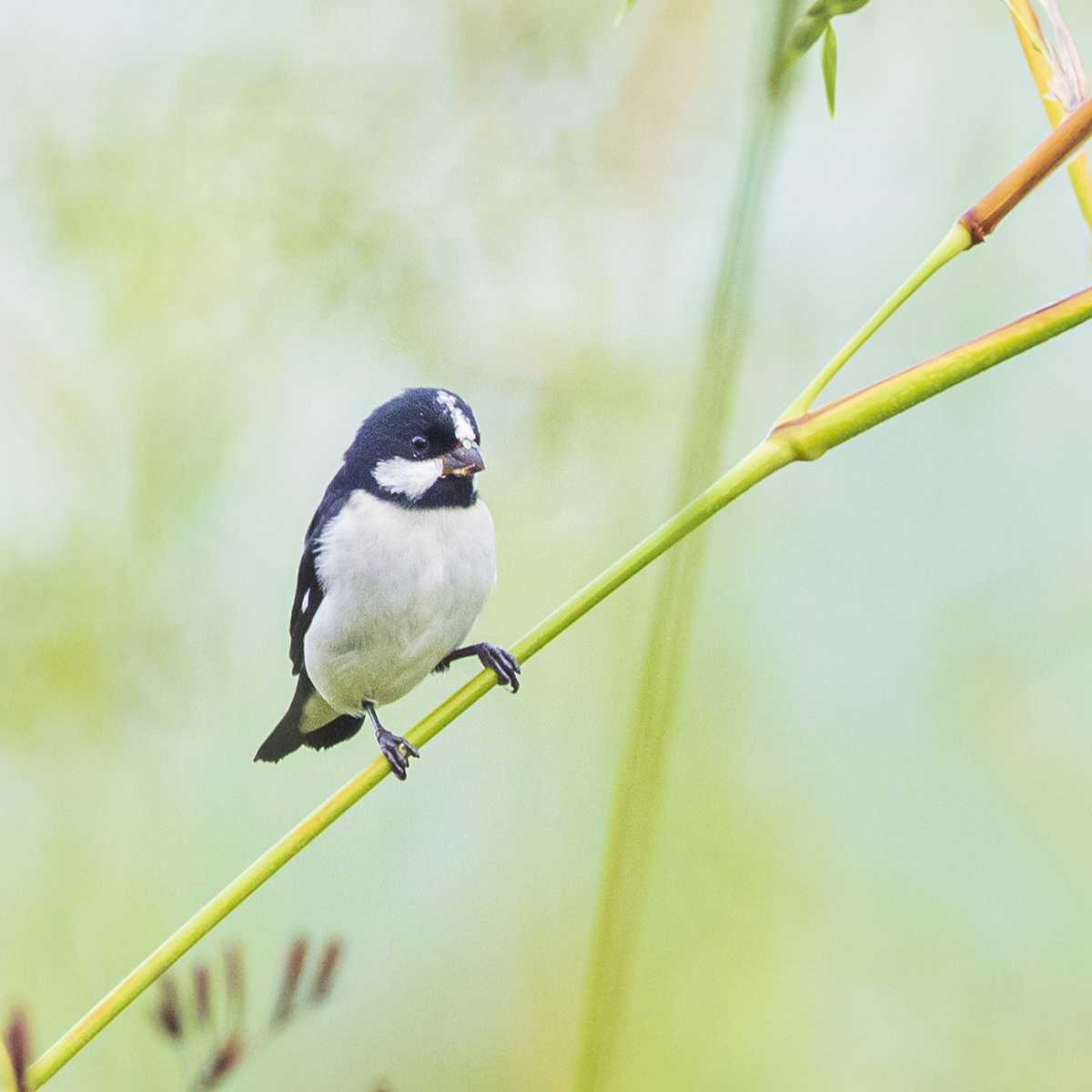 Lined Seedeater - Birding Trinbago
