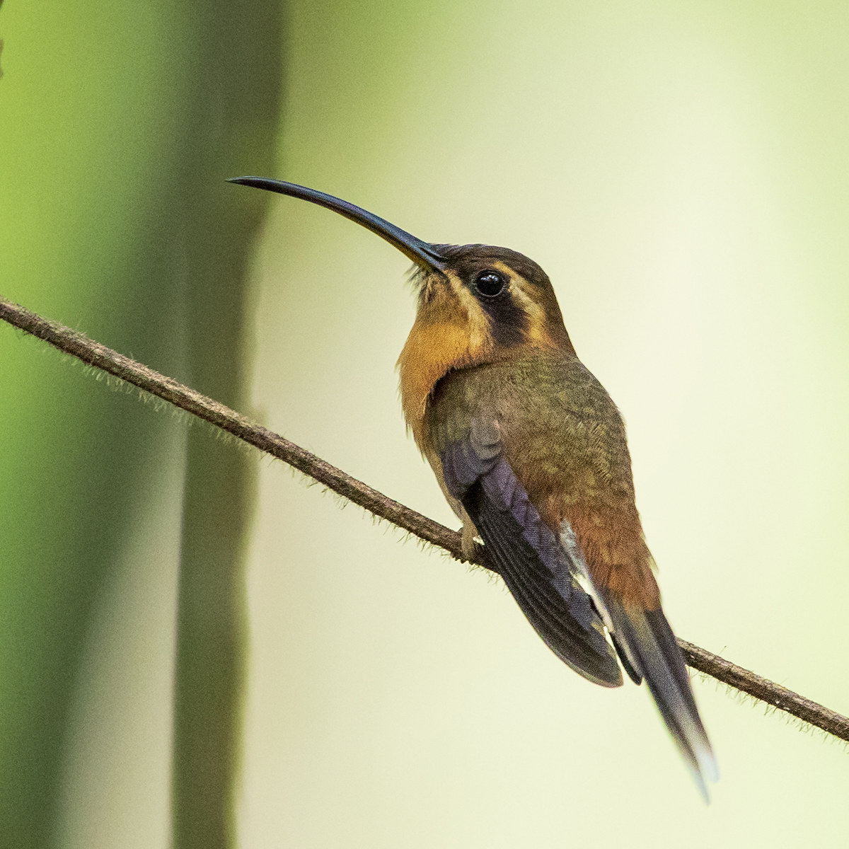 Little Hermit - Birding Trinbago