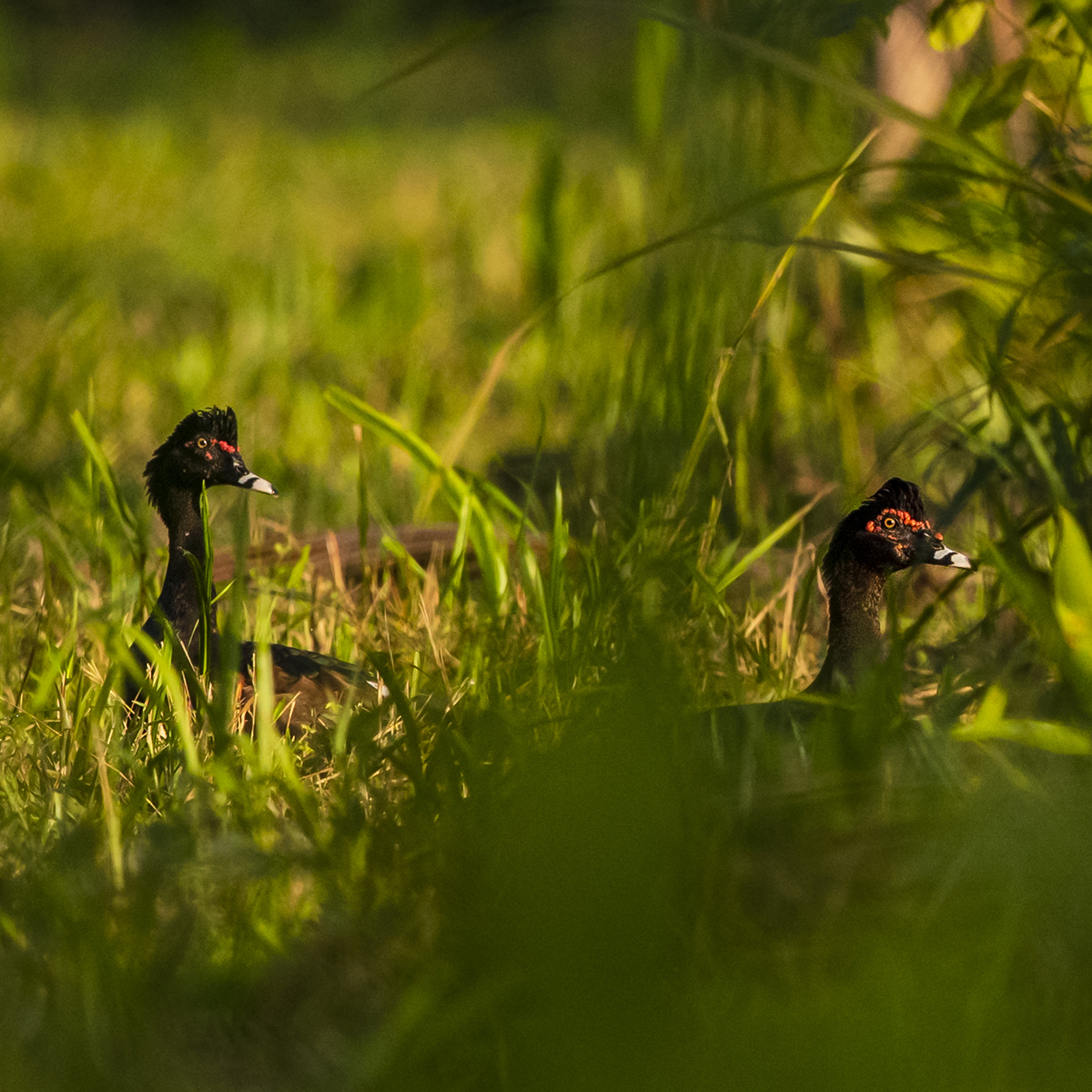 Muscovy Duck - Birding Trinbago