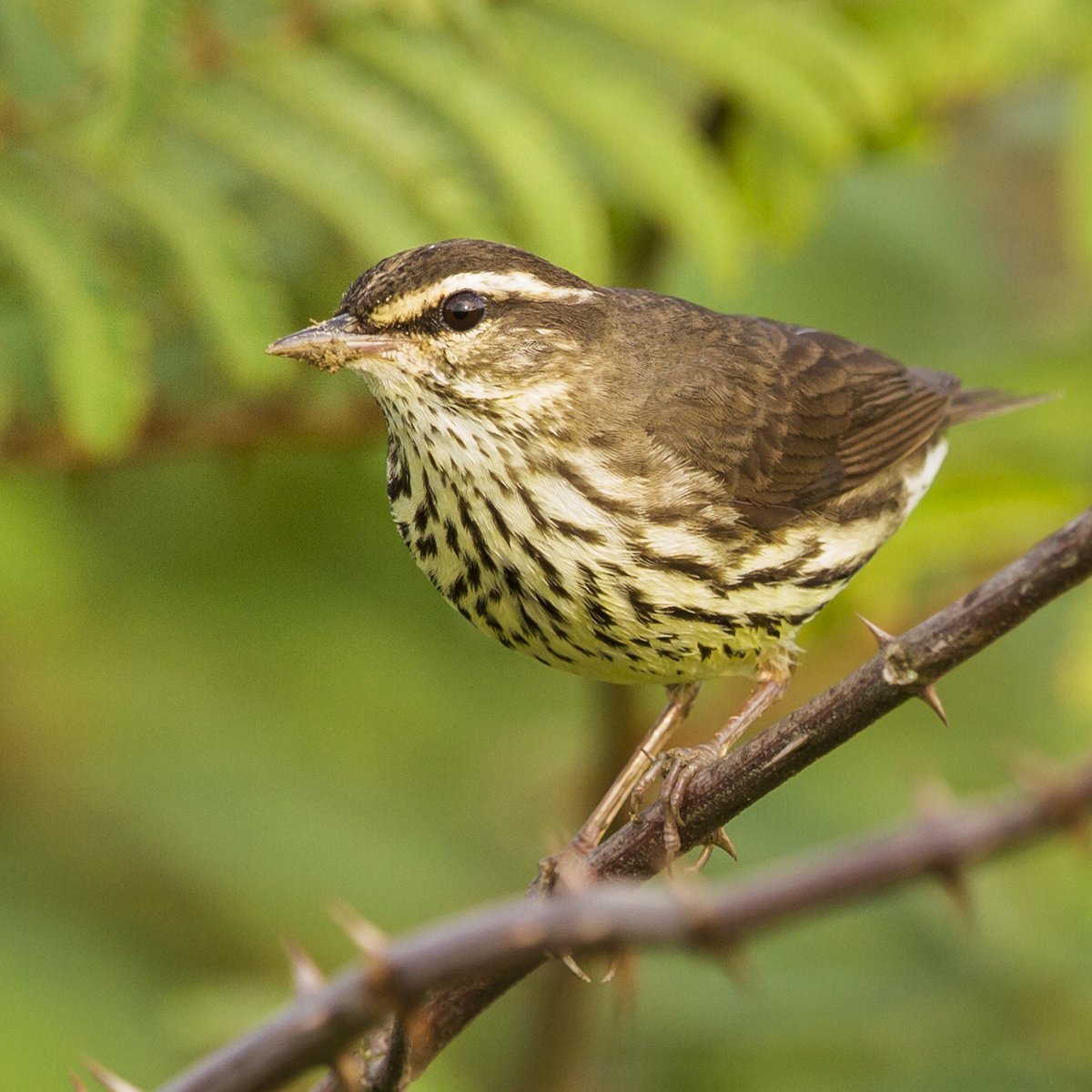 Northern Waterthrush - Birding Trinbago