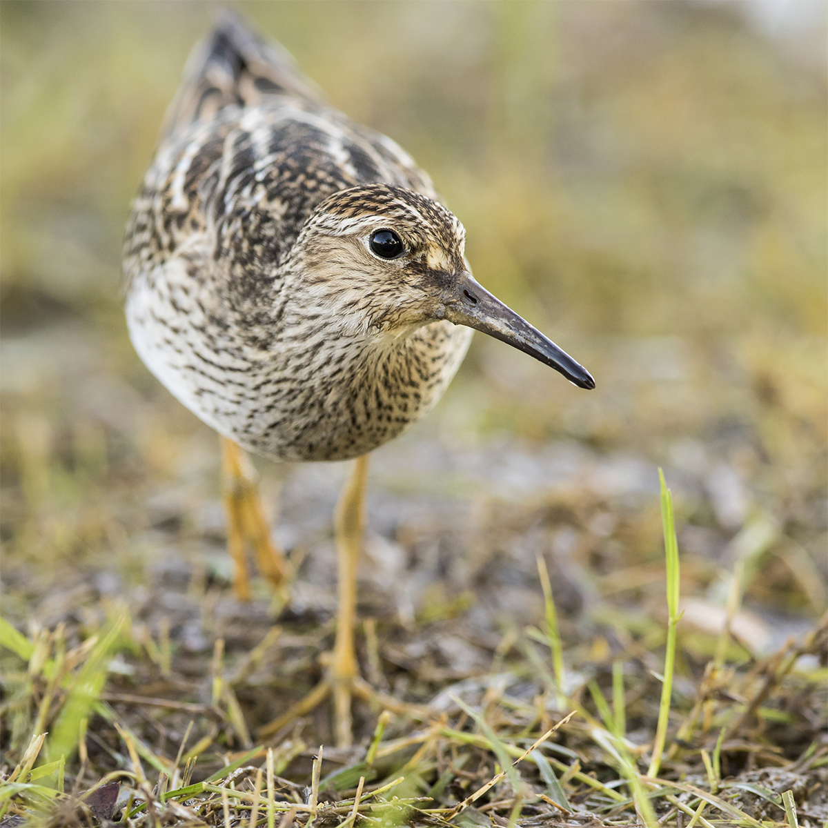 Pectoral Sandpiper - Birding Trinbago