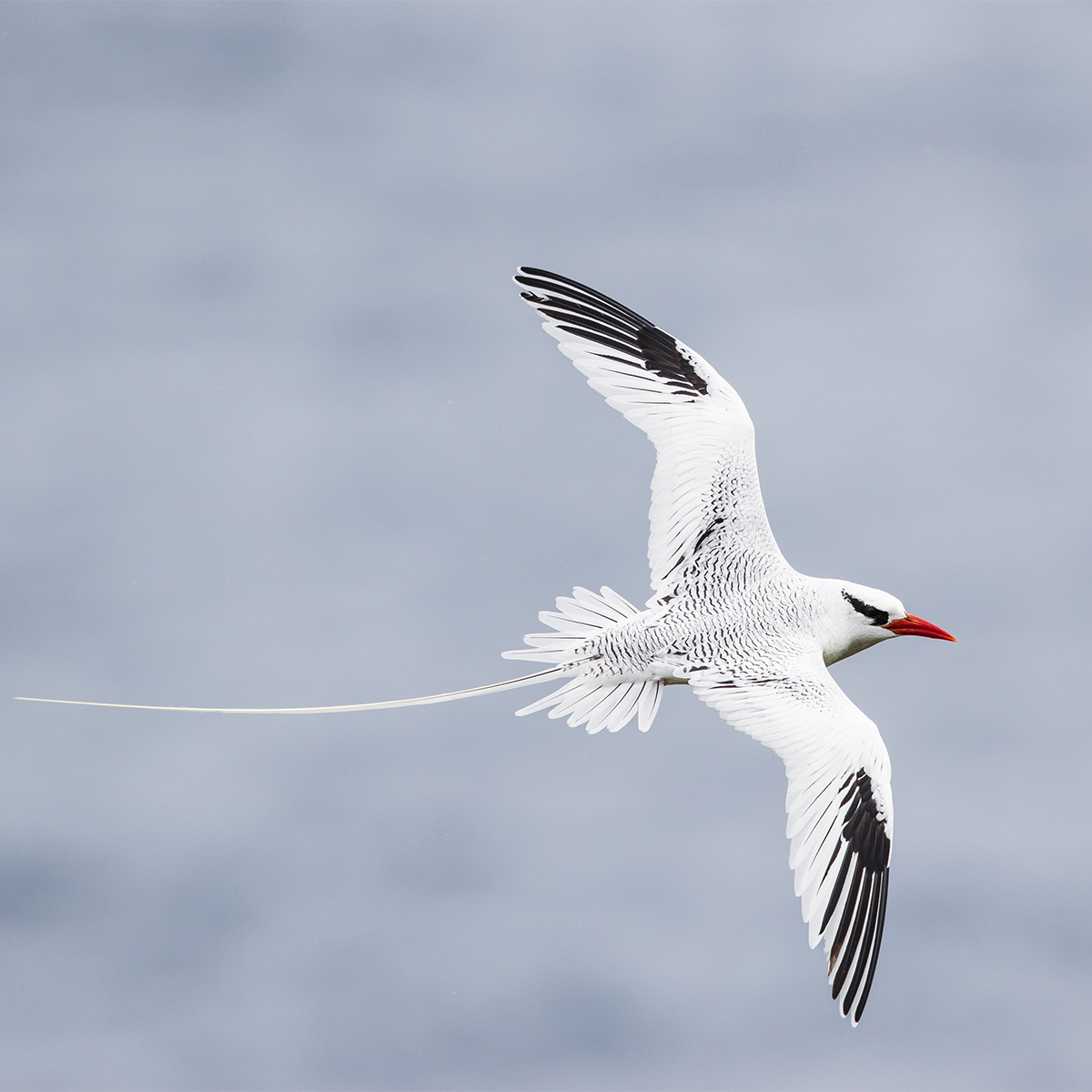 Red-billed Tropicbird - Birding Trinbago