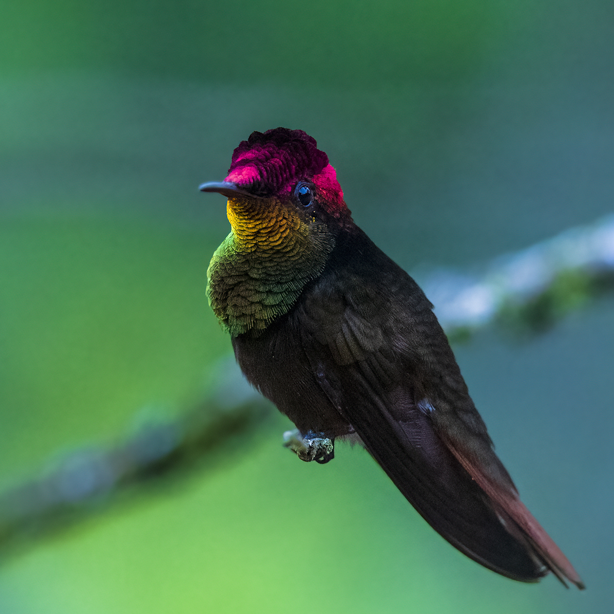 Ruby-topaz Hummingbird - Birding Trinbago