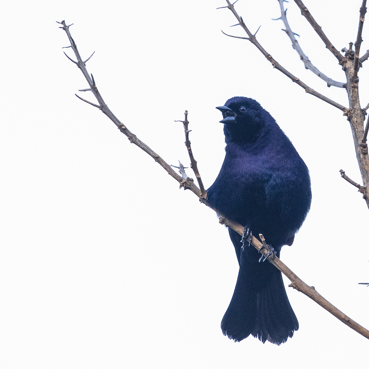 Shiny Cowbird - Birding Trinbago