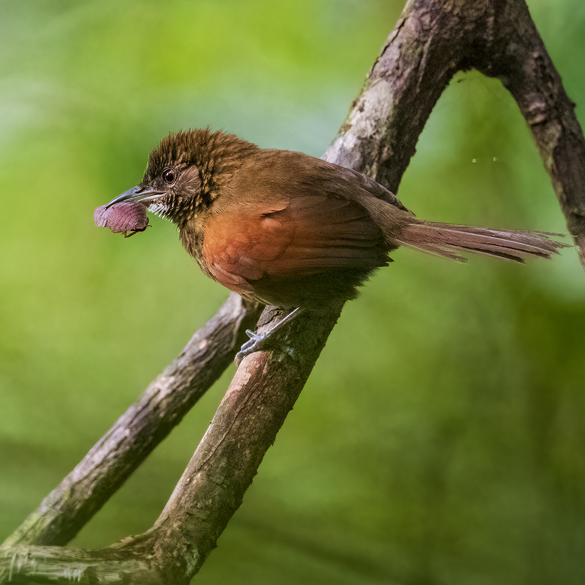 Stripe-breasted Spinetail - Birding Trinbago