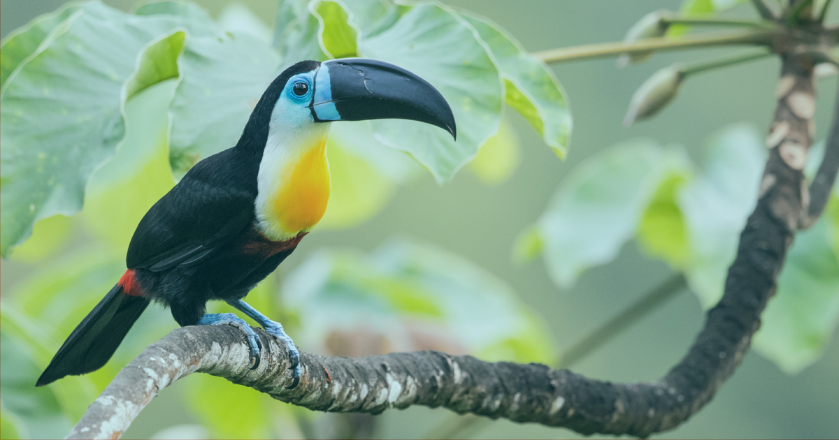 The Ultimate Guide to Birding in Trinidad & Tobago - Birding Trinbago