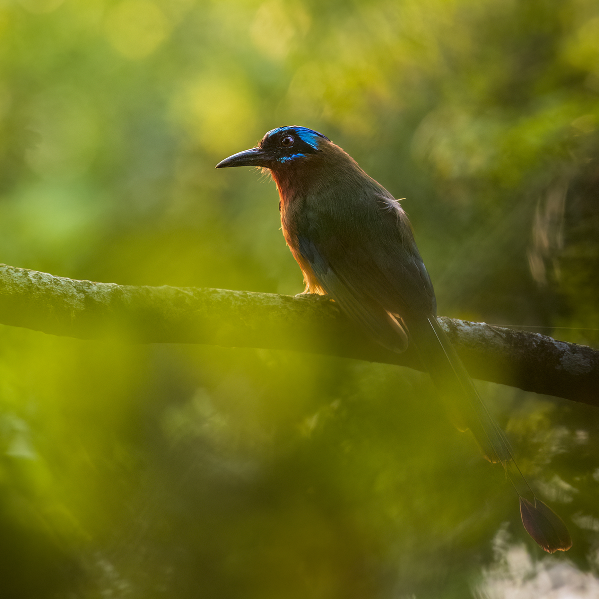 Trinidad Motmot - Birding Trinbago