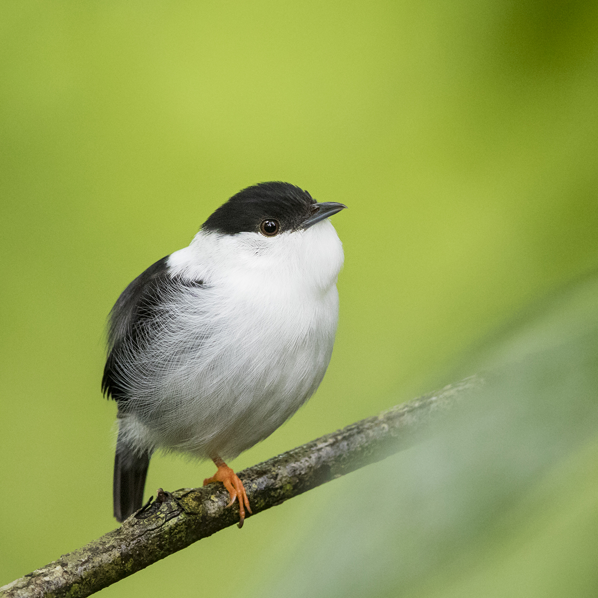 White-bearded Manakin - Birding Trinbago