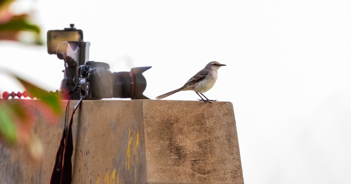 Tips for a Better Birding Experience - Birding Trinbago